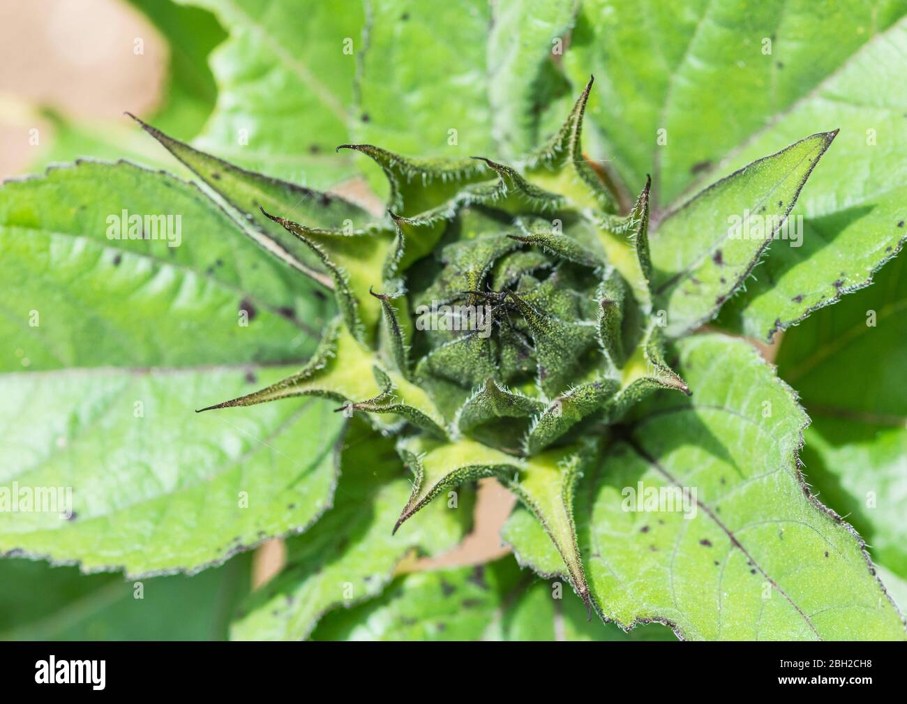 Solar flash sunflower hi-res stock photography and images - Alamy