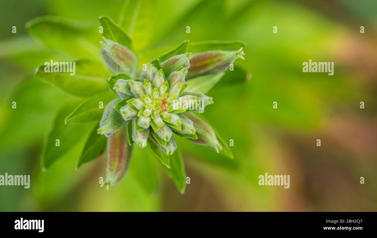 Evening primrose plant hi-res stock photography and images - Alamy