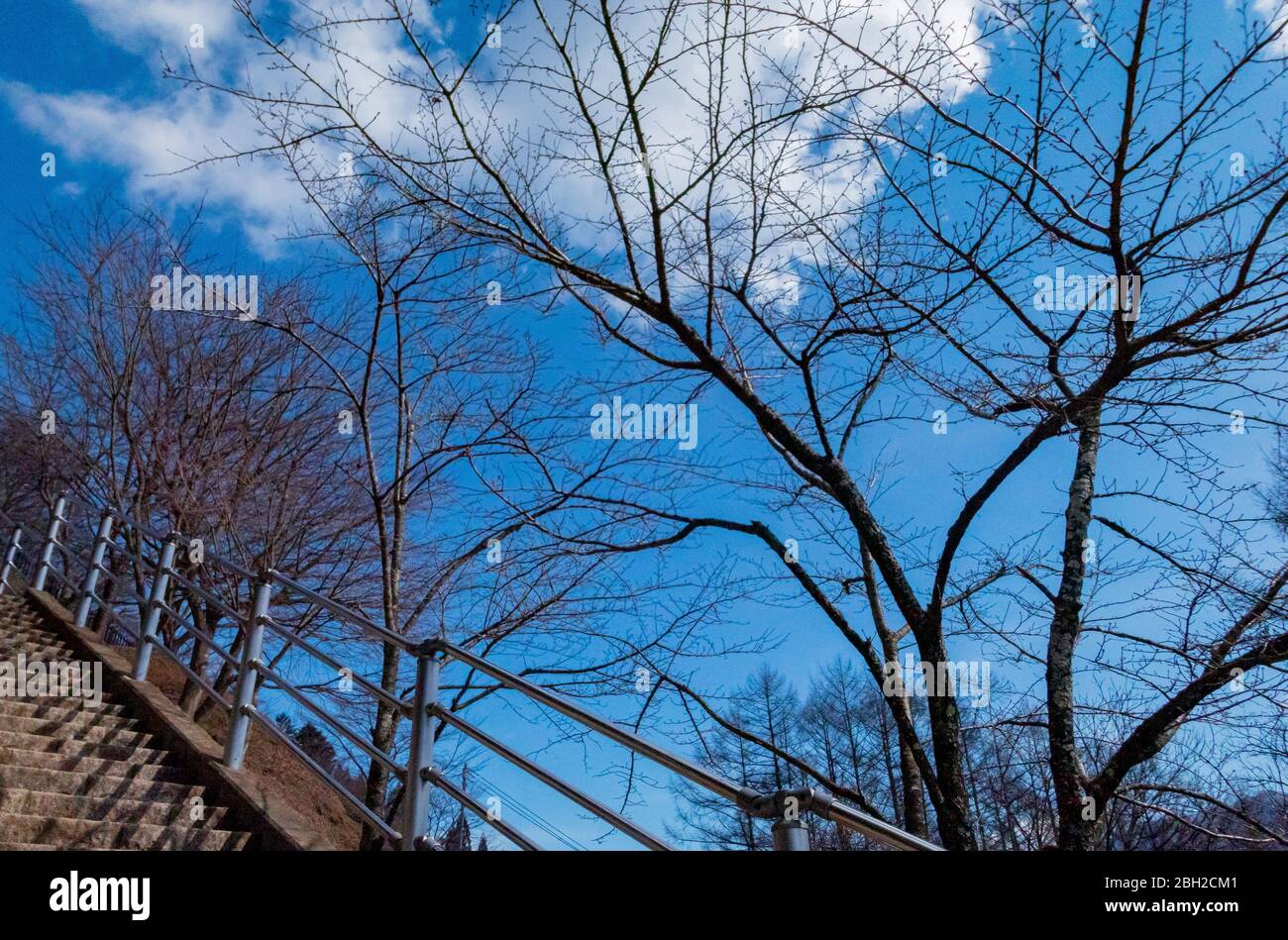 Dried Cherry trees or Sakura at the entrance of Chureito pagoda Stock ...