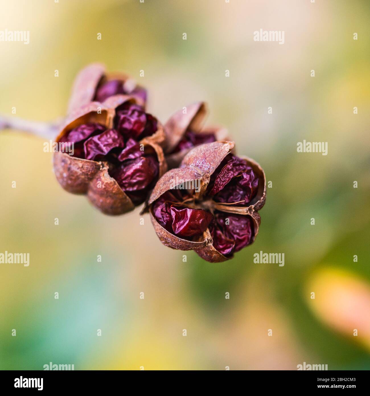 Crocosmia lucifer seed pod hi-res stock photography and images - Alamy