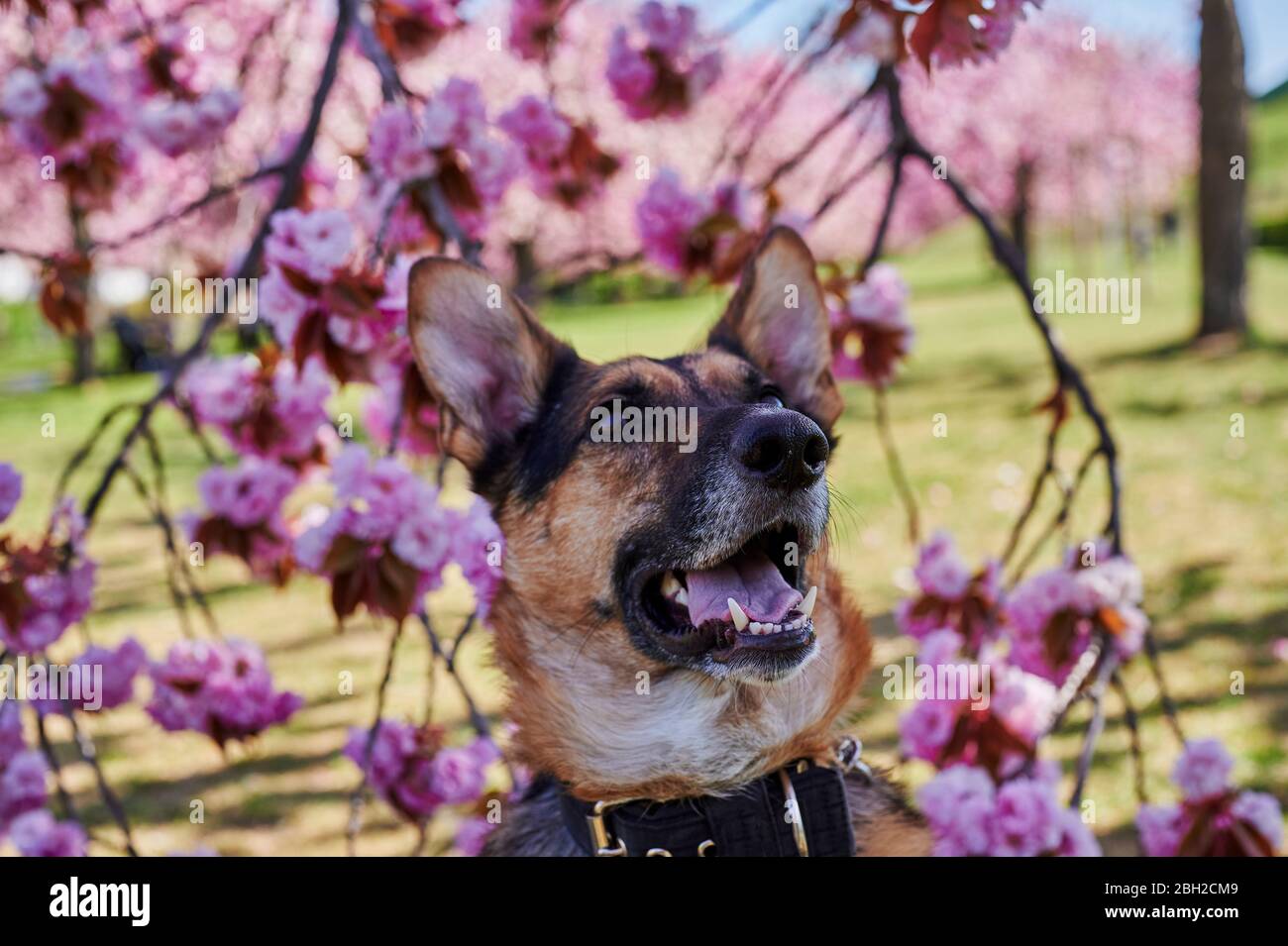 Mixed-breed dog between German shepherd and Labrador Retriever under an ...