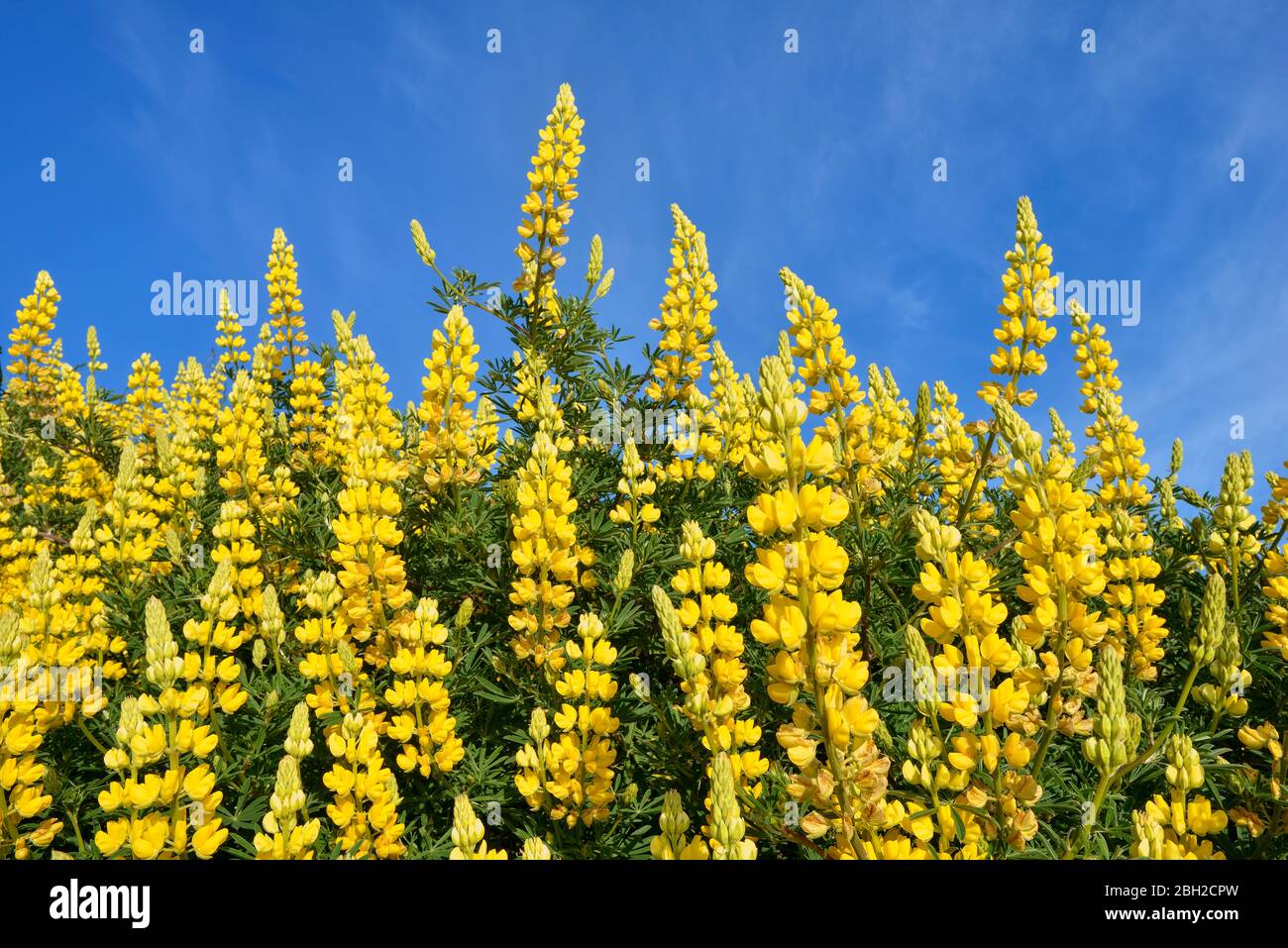 New Zealand, Yellow bush lupine in bloom (Lupinus arboreus Stock Photo ...
