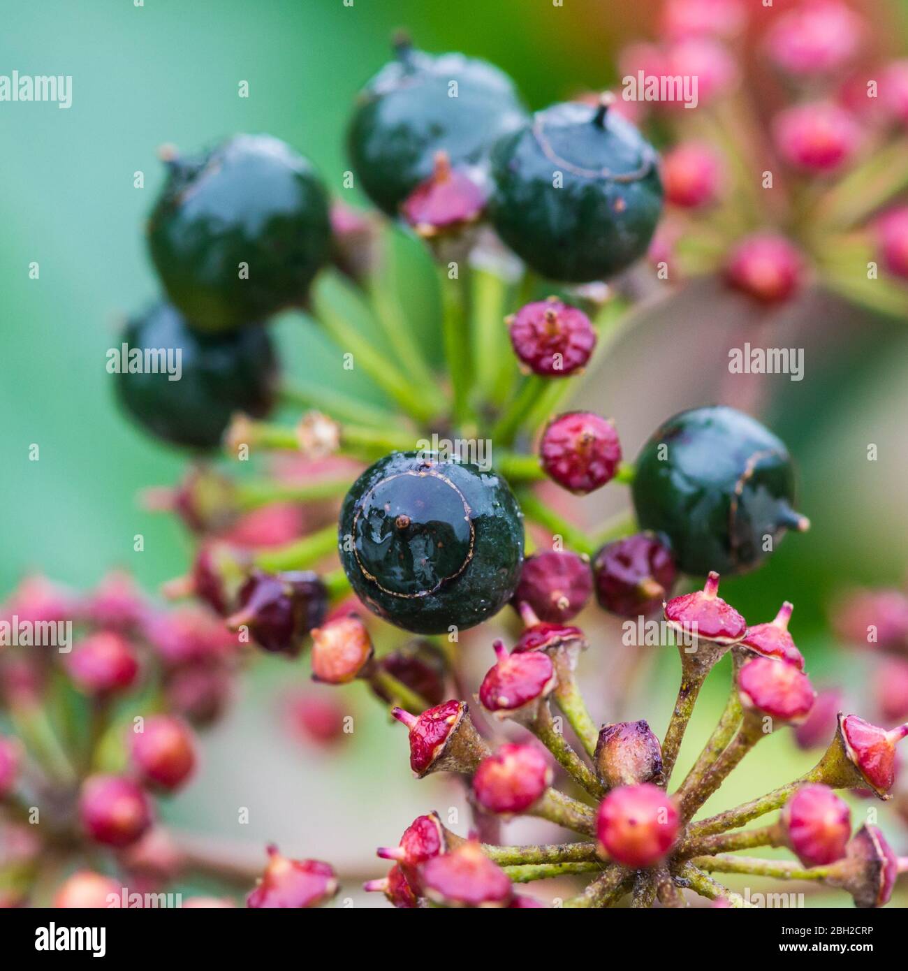 Up close shot hedera helix hi-res stock photography and images - Alamy