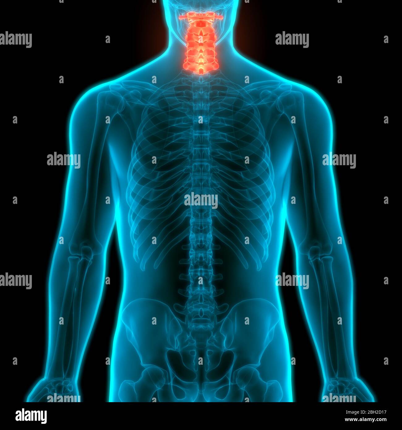 Vertebral Column Cervical Vertebrae of Human Skeleton System Anatomy ...
