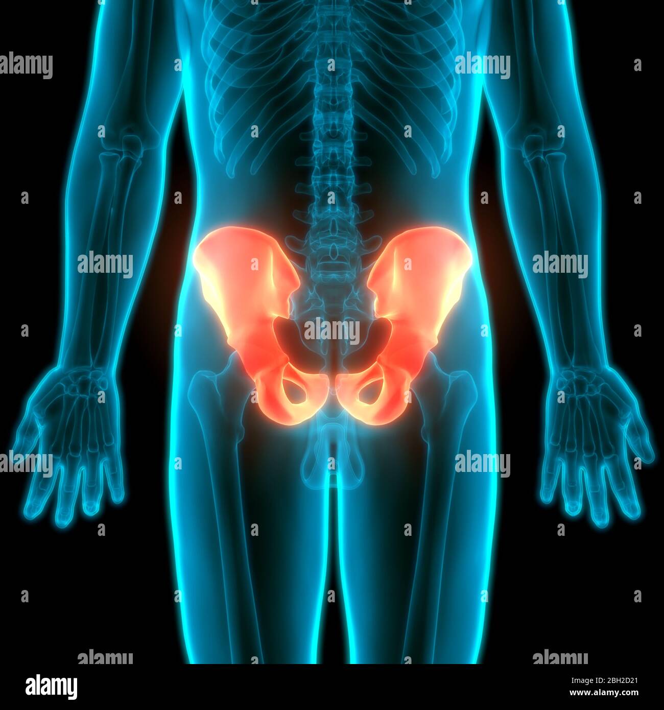 Human Skeleton System Bone Joints Anatomy Stock Photo - Alamy