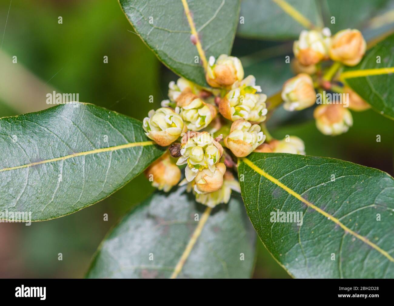 Blssom tree hi-res stock photography and images - Alamy