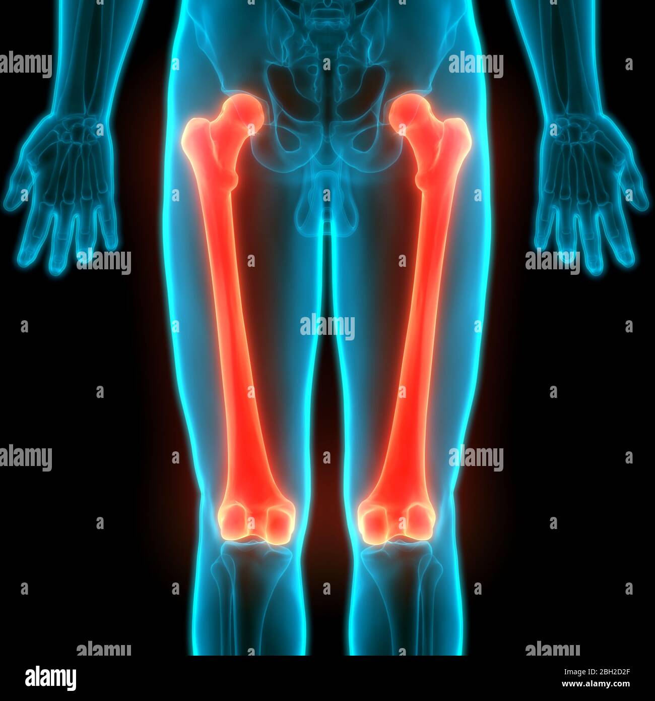 Human Skeleton System Bone Joints Anatomy Stock Photo - Alamy