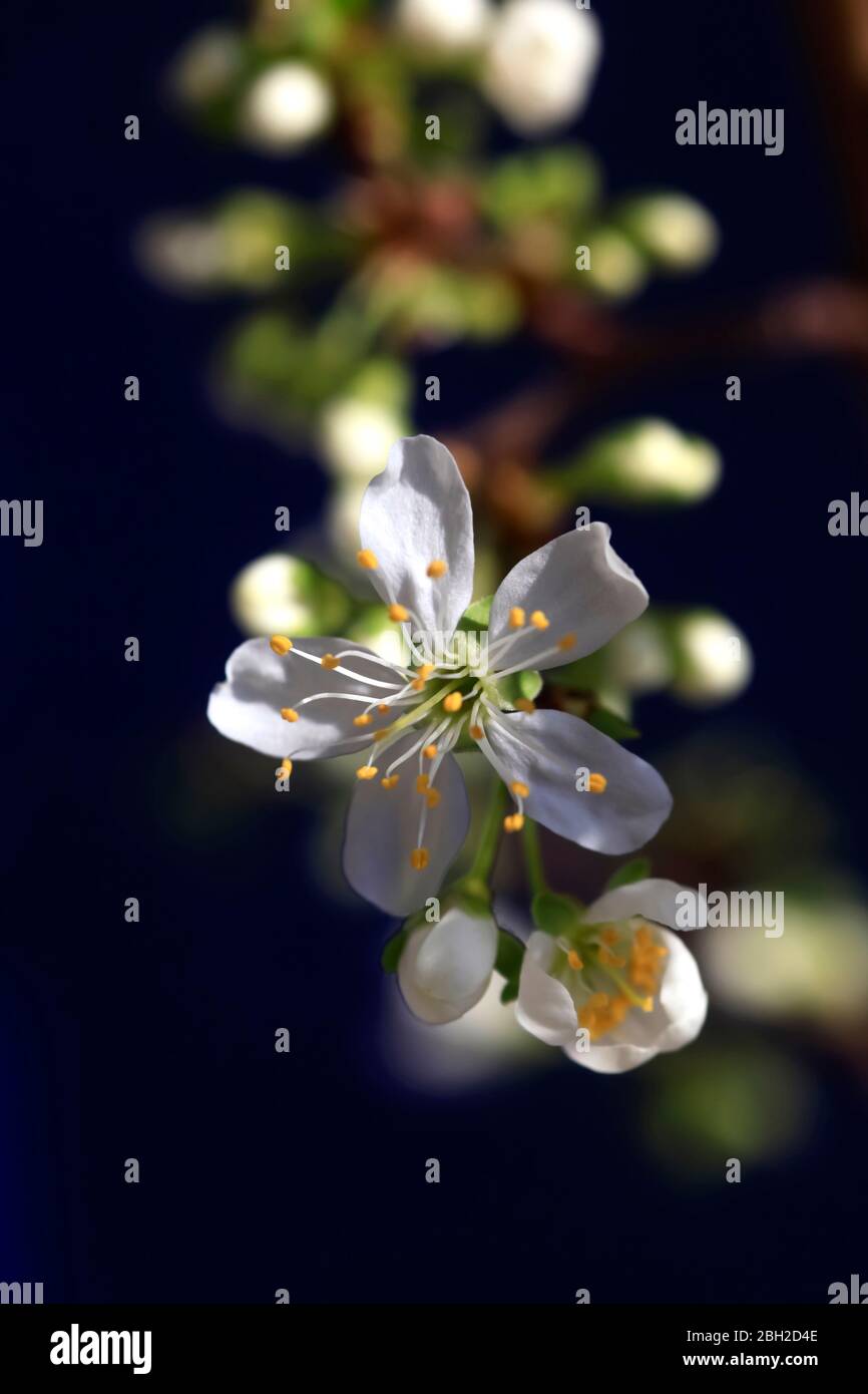 Mirabelle flower hi-res stock photography and images - Alamy