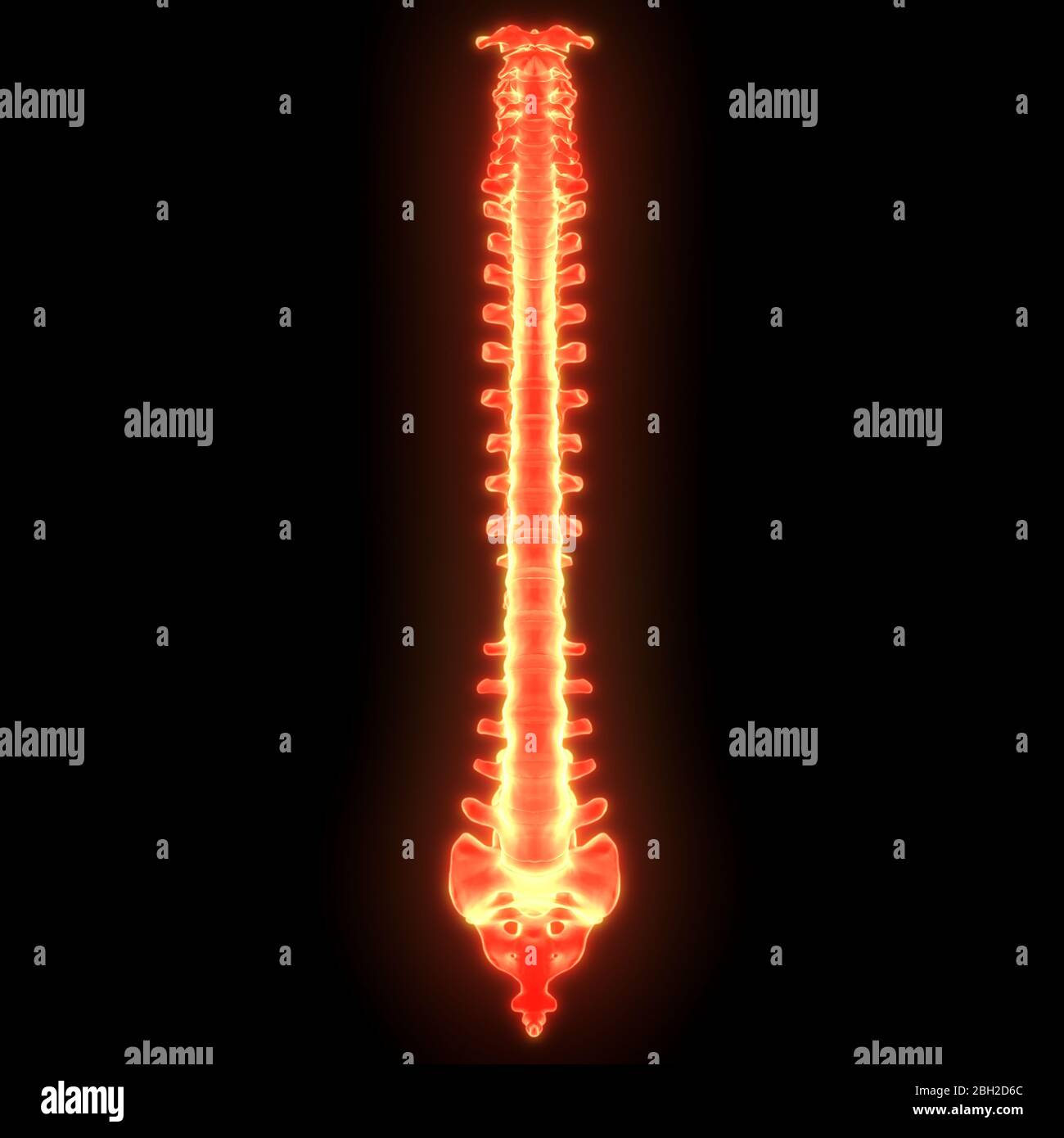Vertebral Column of Human Skeleton System Anatomy Stock Photo - Alamy