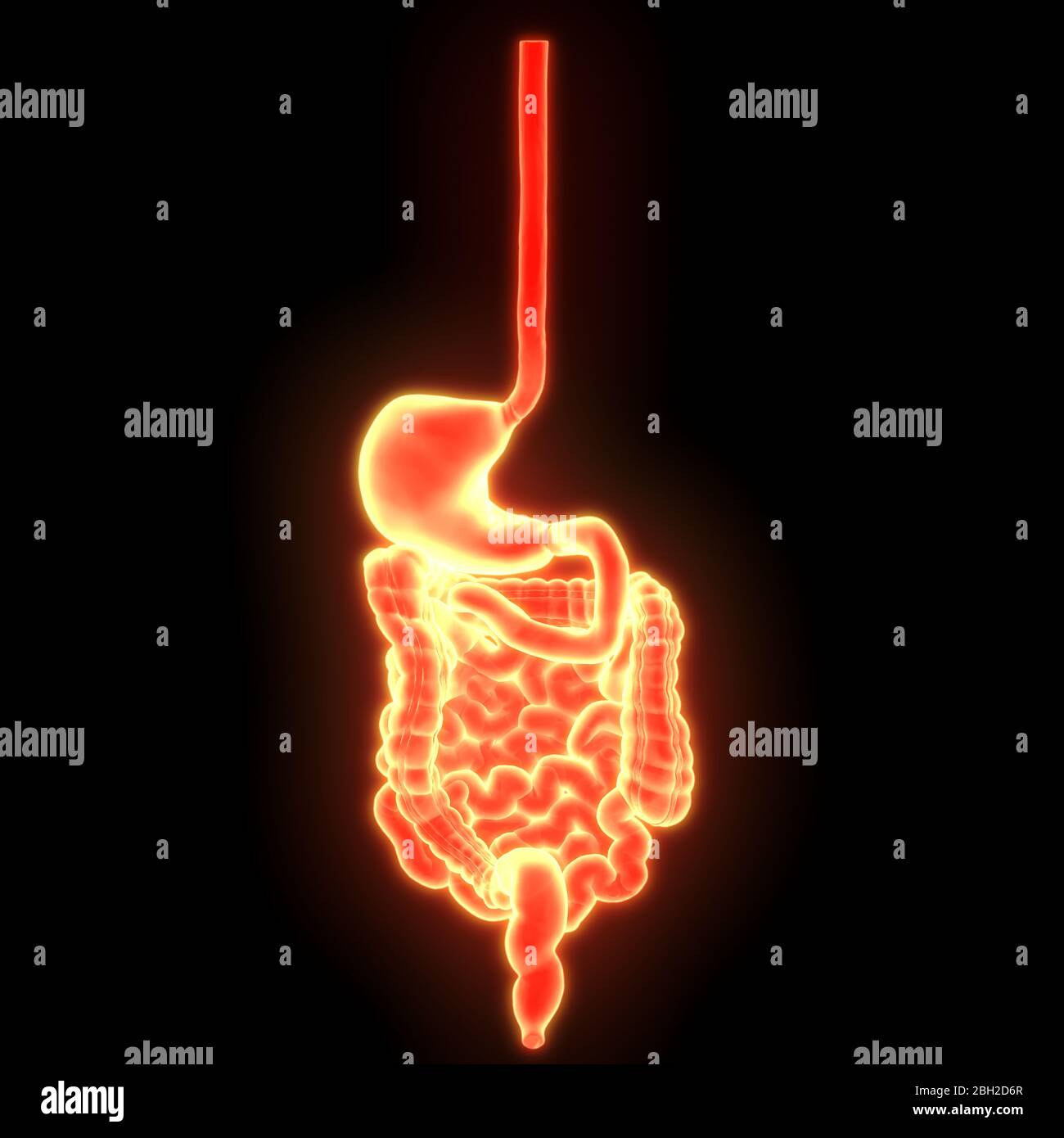 Human Digestive System Anatomy Stock Photo - Alamy