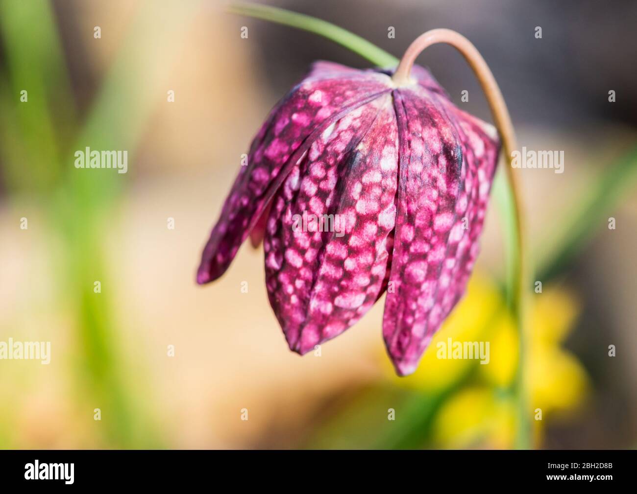 Snakes macro hi-res stock photography and images - Alamy