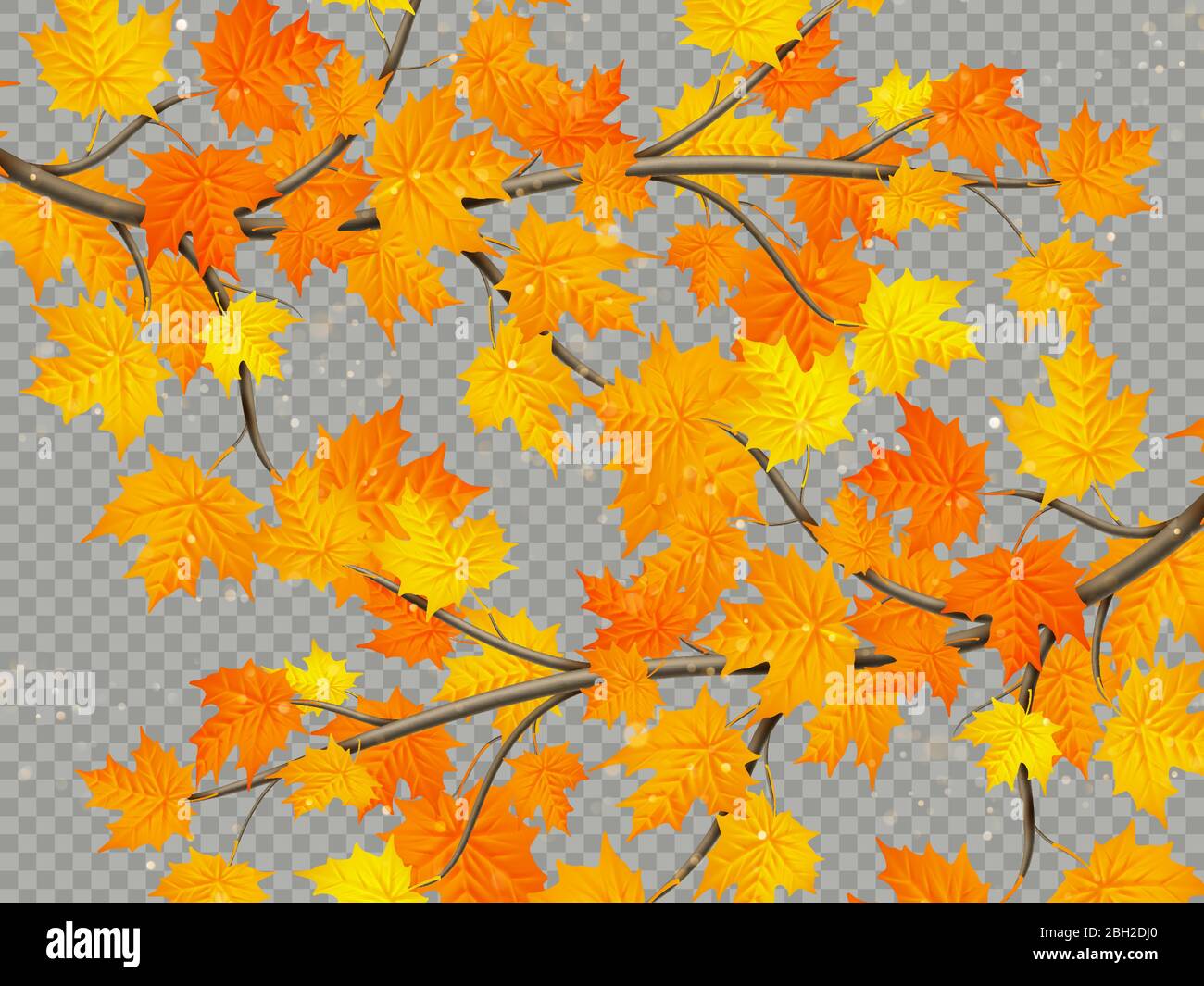 Maple branch with colorful leaves isolated on transparent background ...