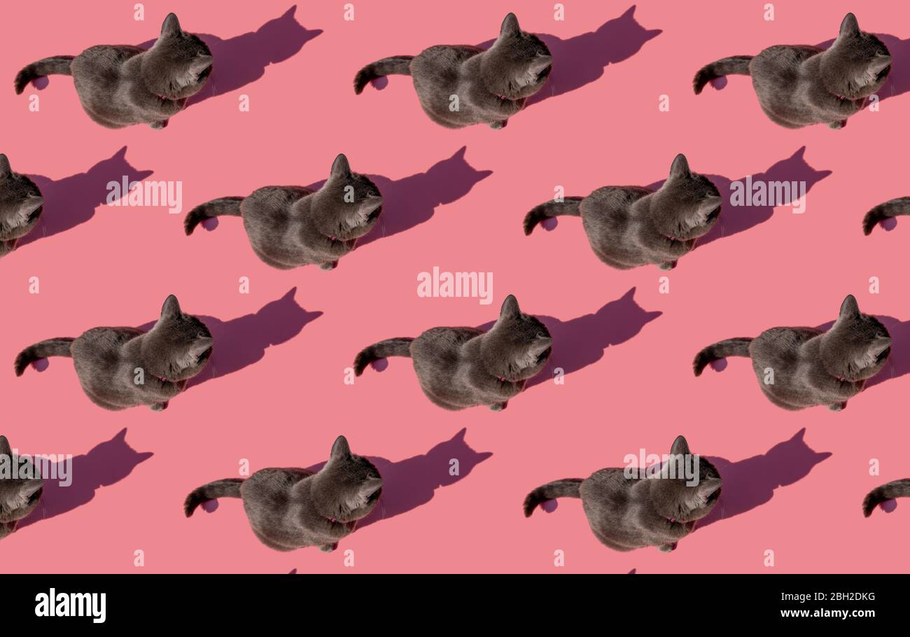 Russian Blue Cat Wallpaper