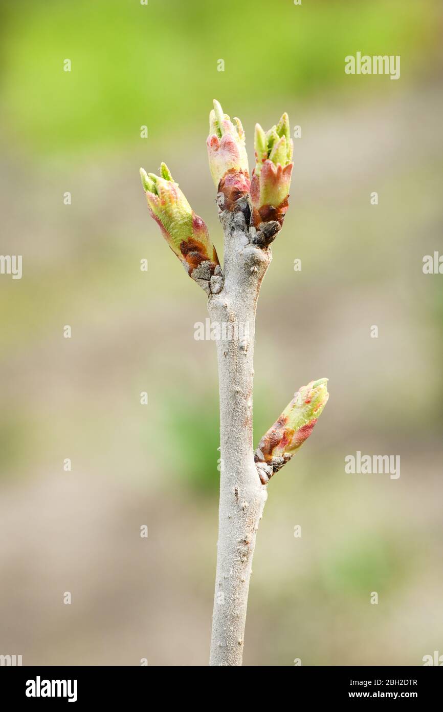 Cherry shoot with buds on a blurred background. High resolution photo ...