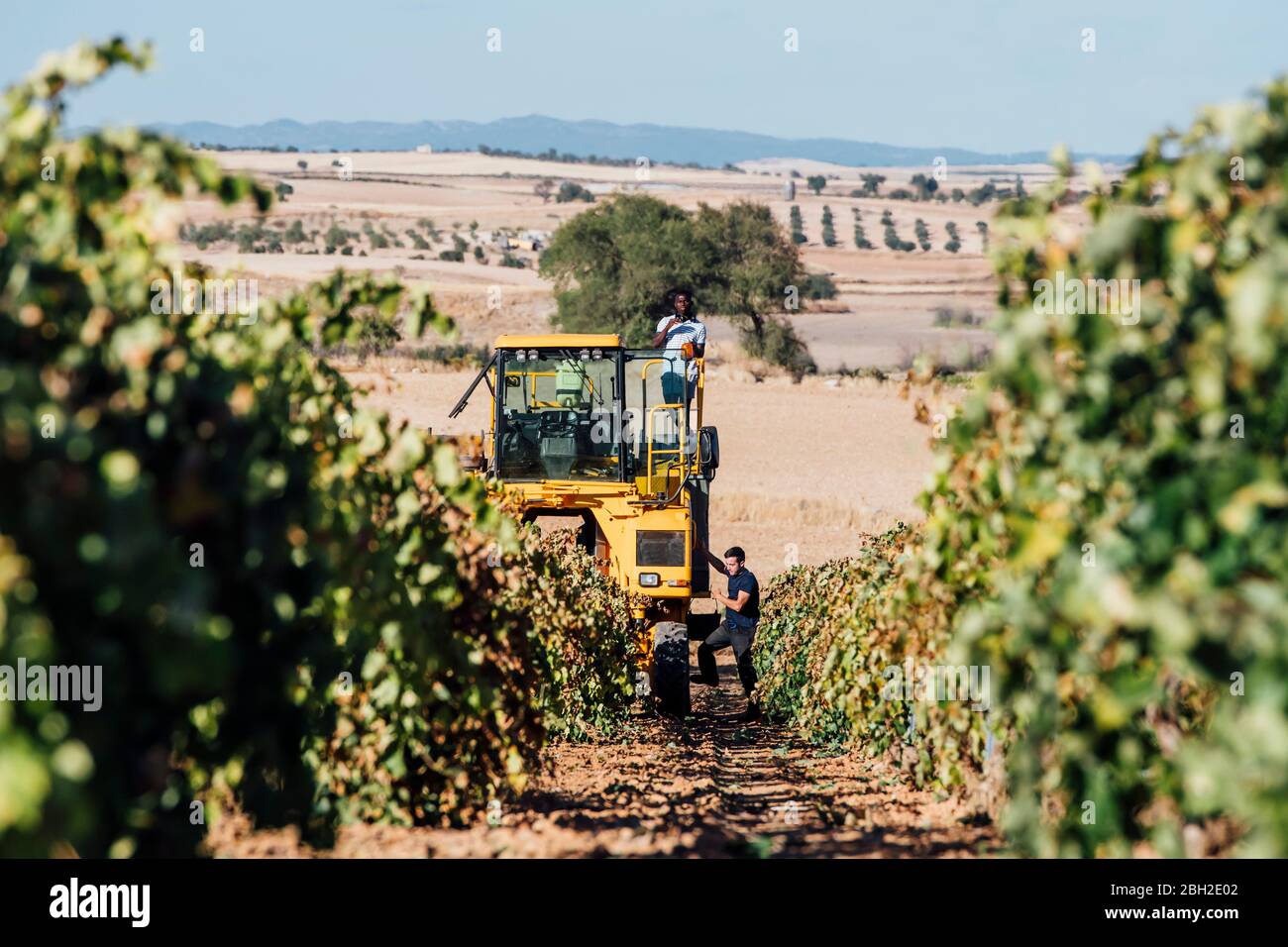 Grape harvesting machine and young winegrowers during grape harvest ...