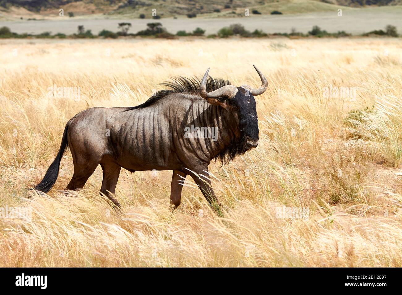 Desert wildebeest hi-res stock photography and images - Alamy