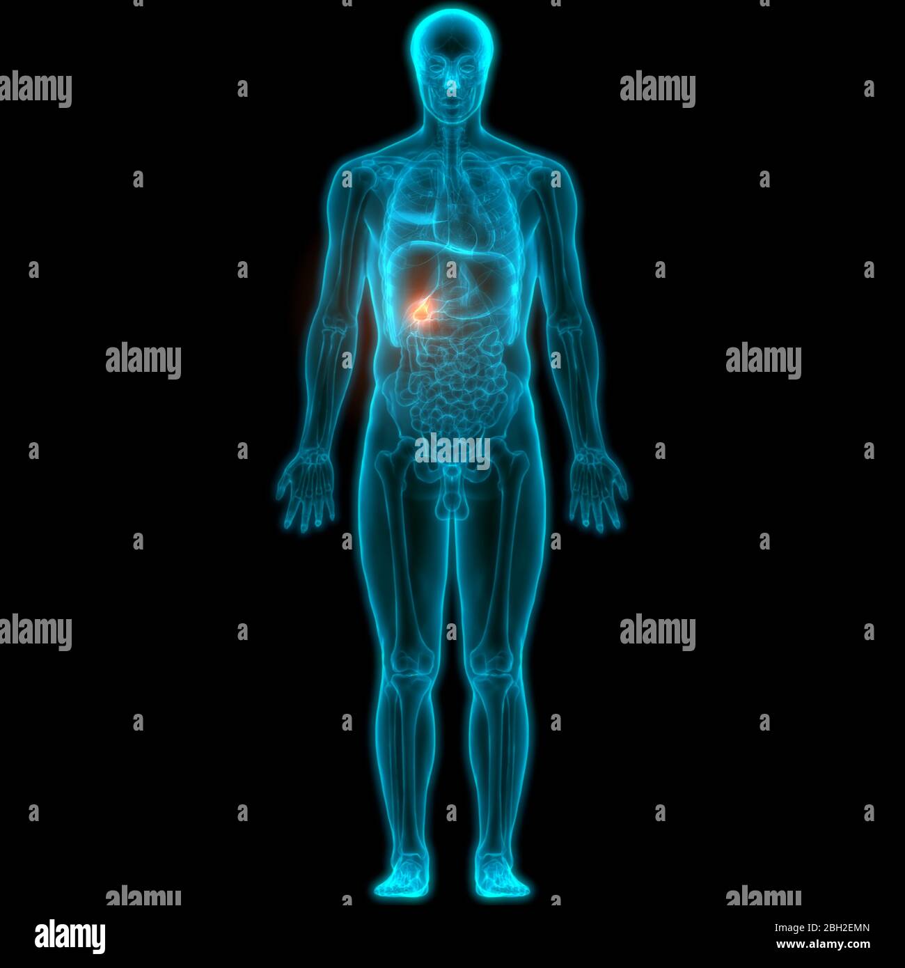 Human Internal Organ Gallbladder Anatomy Stock Photo - Alamy