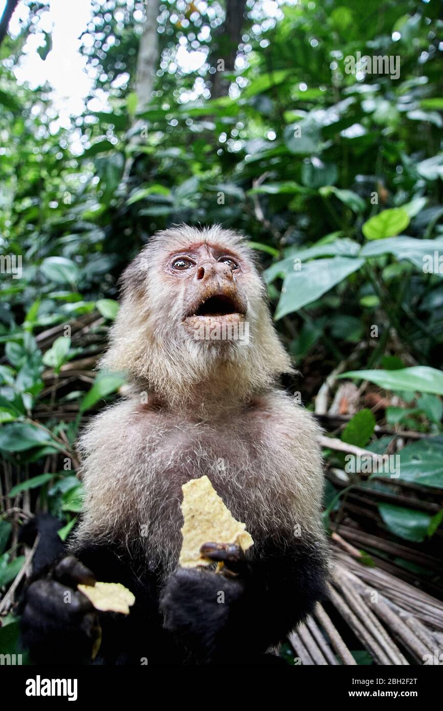 Costa Rica, Limon, Cahuita, Portrait of capuchin monkey eating potato ...