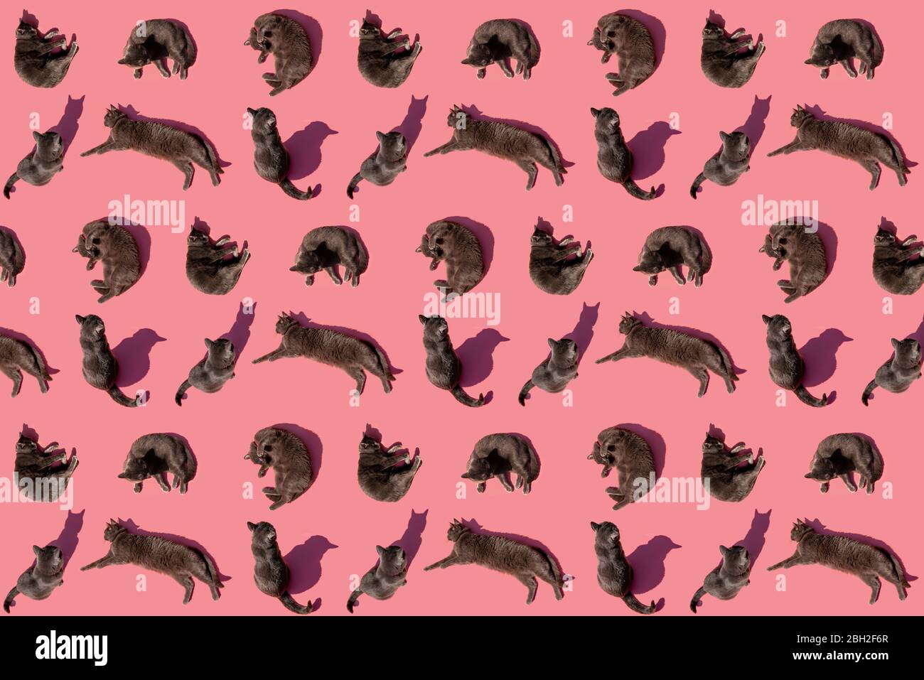 Pattern of Russian Blue cats against pink background Stock Photo - Alamy