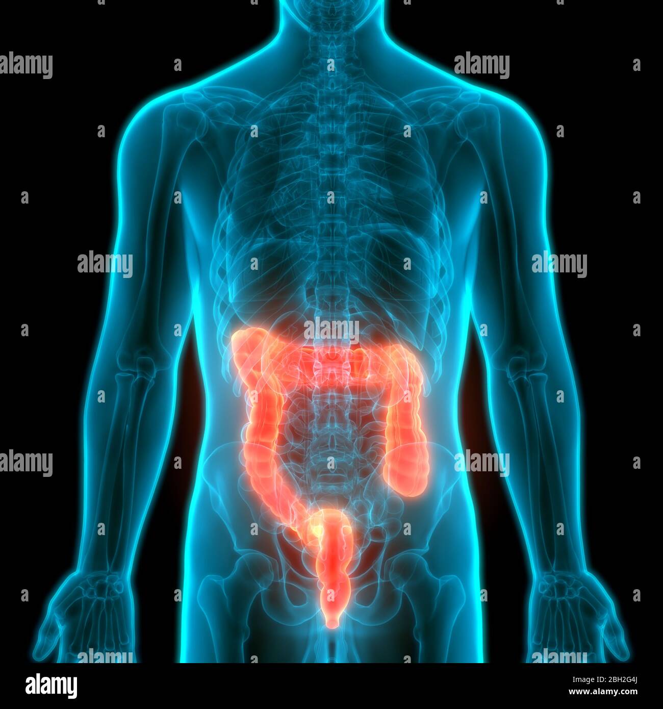 Human Digestive System Anatomy Stock Photo - Alamy