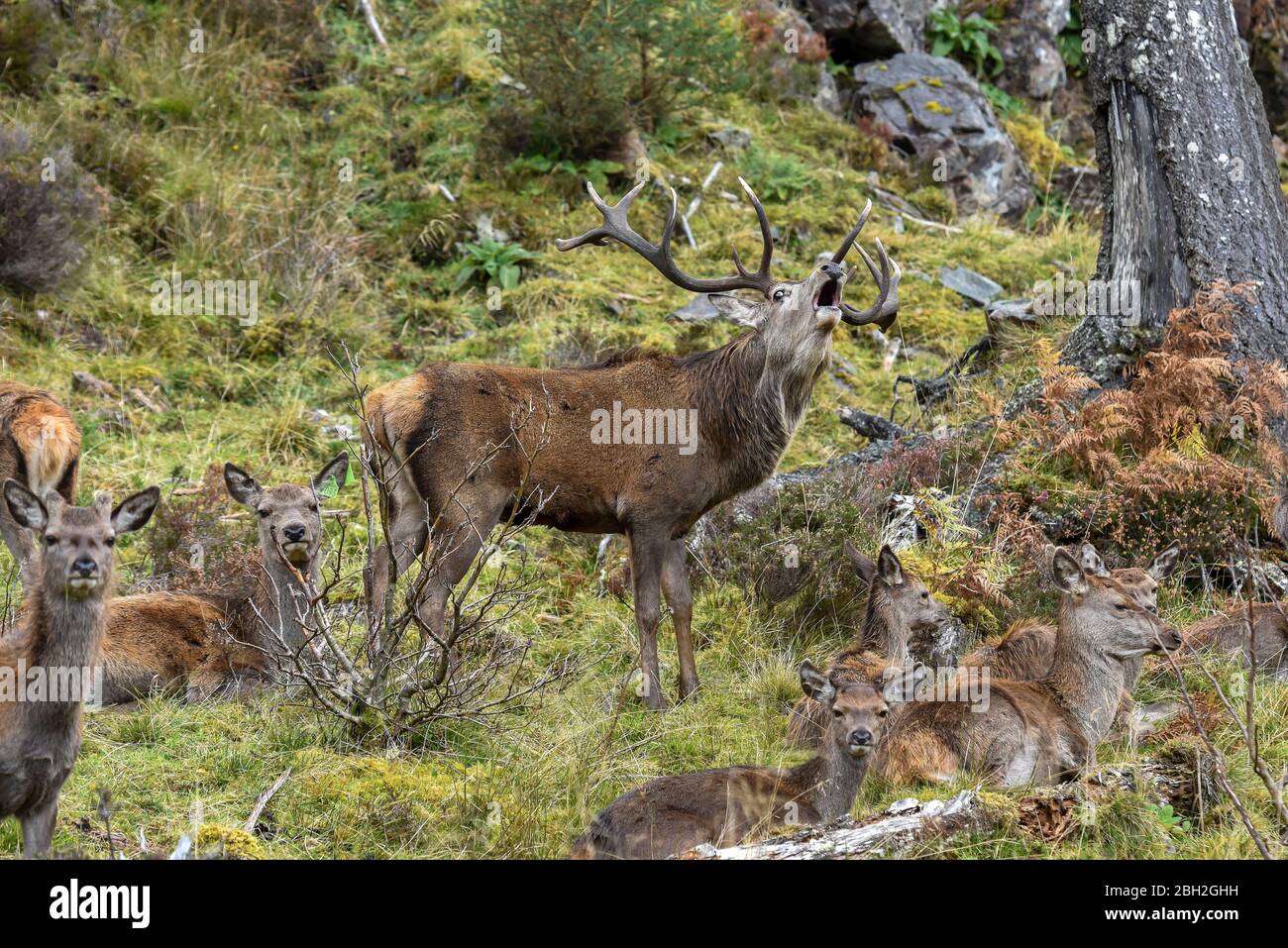 The majestic roaring Red deer (Cervus elaphus) stag Scottish Highlands ...