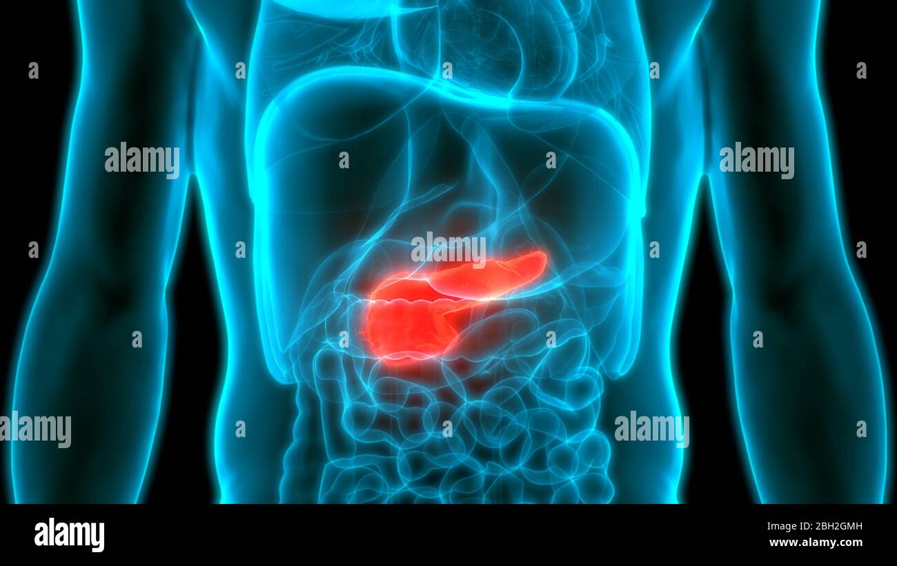 Human Internal Organ Pancreas Anatomy Stock Photo - Alamy