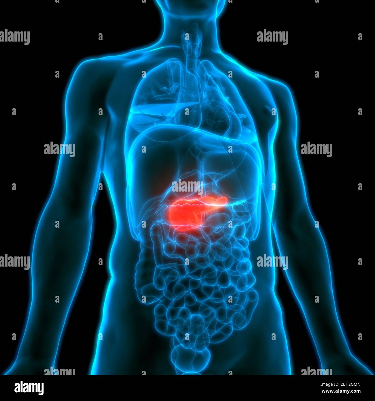 Human Internal Organ Pancreas Anatomy Stock Photo - Alamy