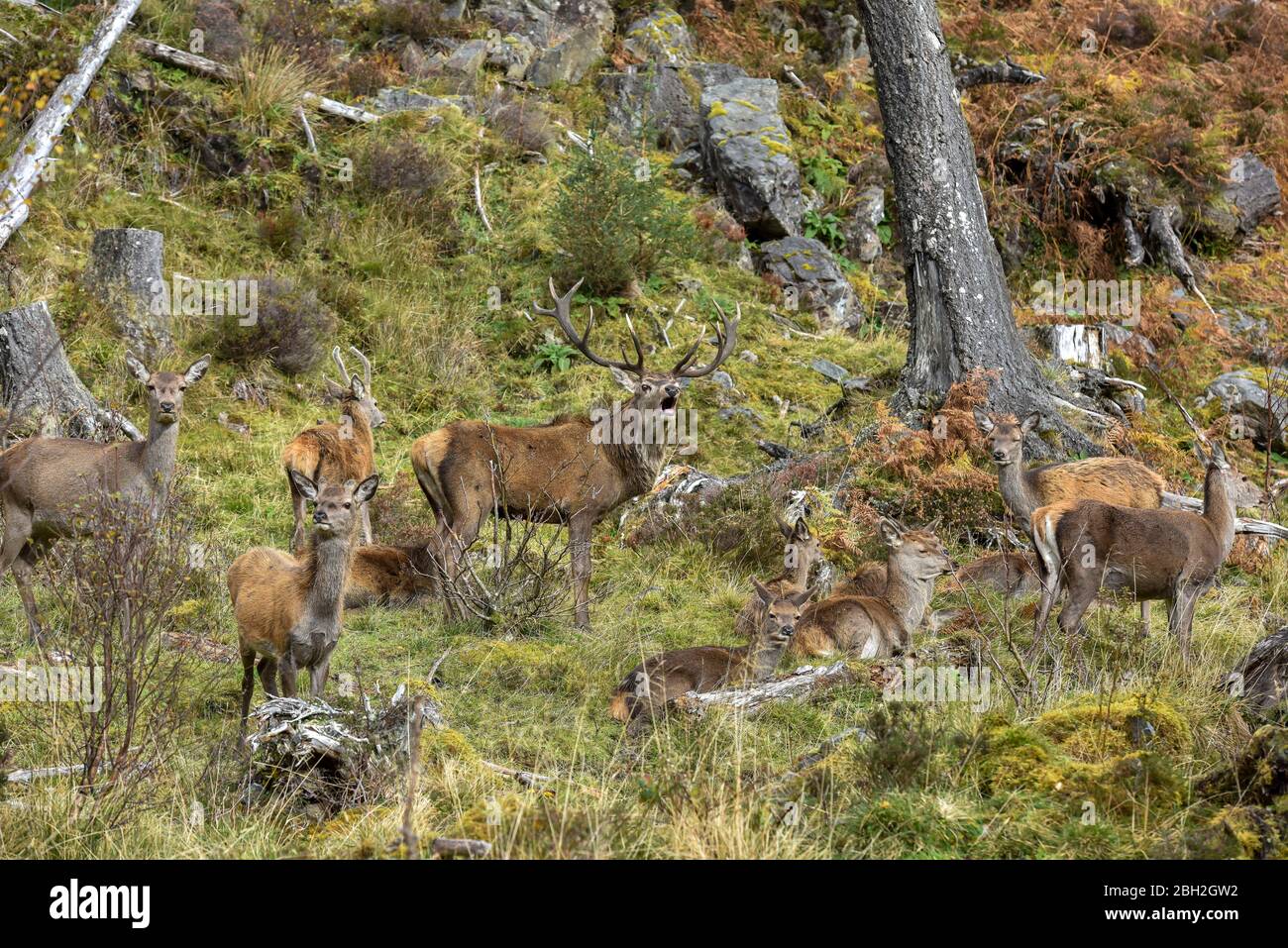 Red stag roaring scotland hi-res stock photography and images - Alamy