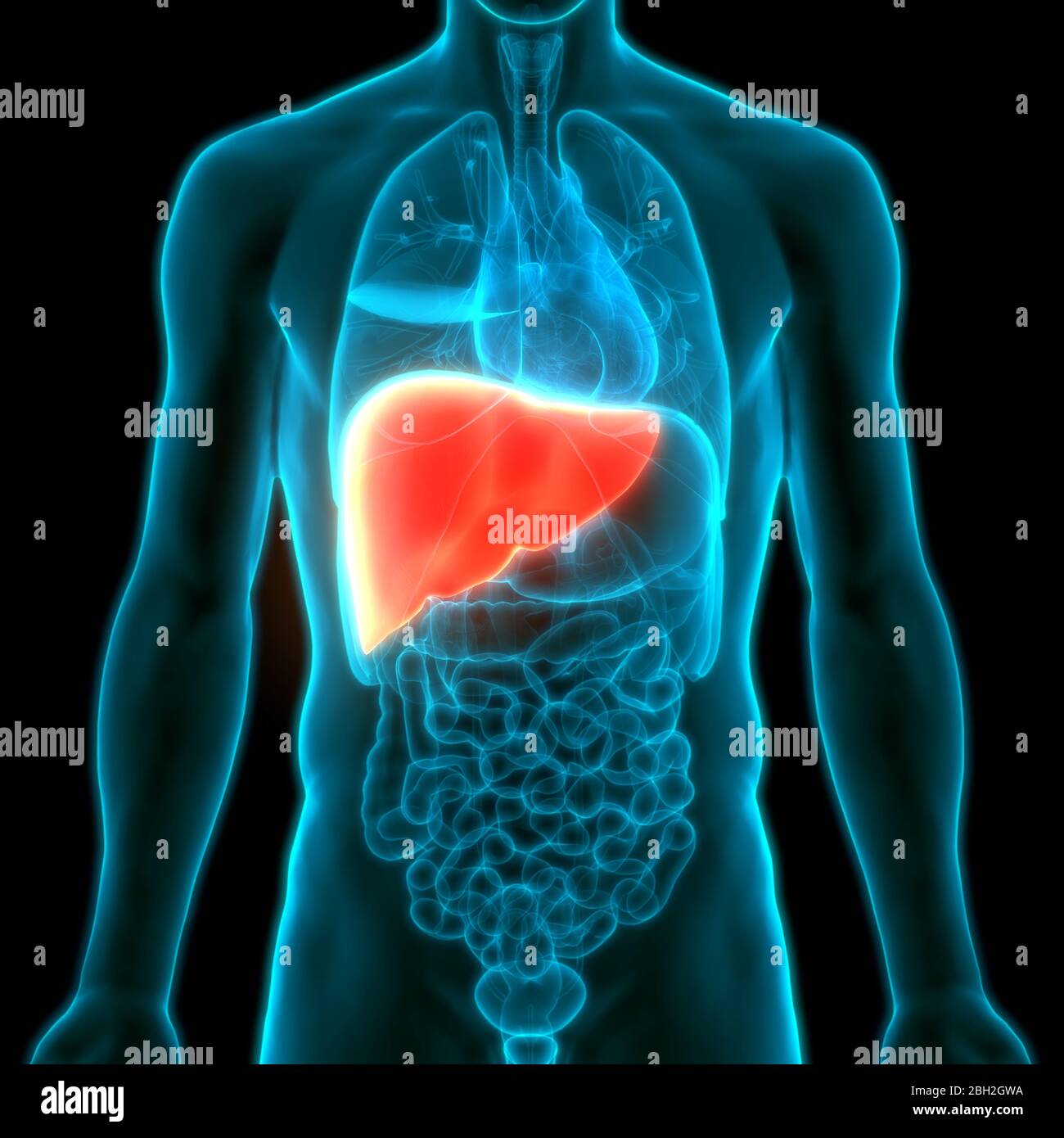 Human Internal Digestive Organ Liver Anatomy Stock Photo - Alamy
