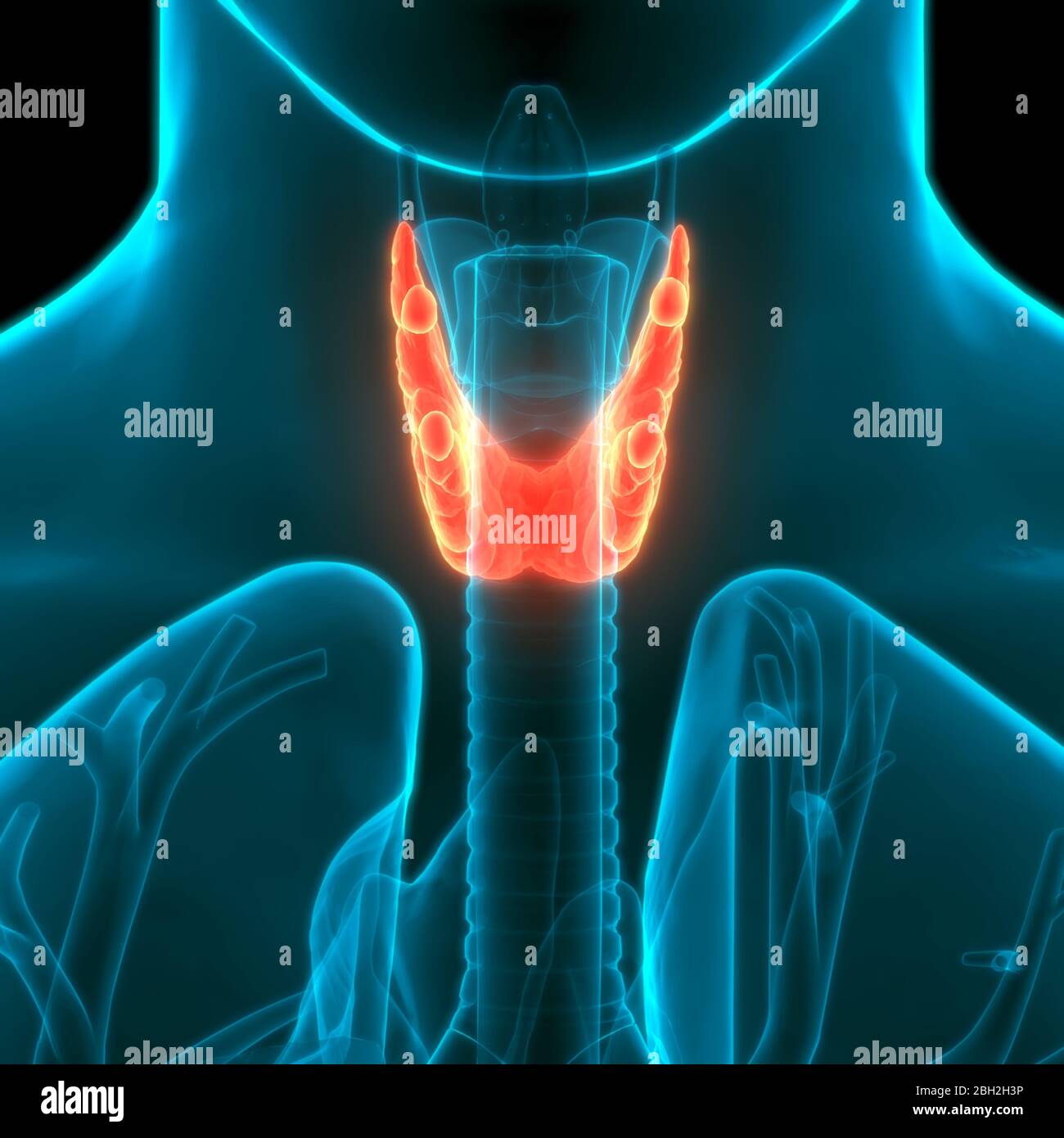 Human Glands Lobes of Thyroid Gland Anatomy Stock Photo - Alamy