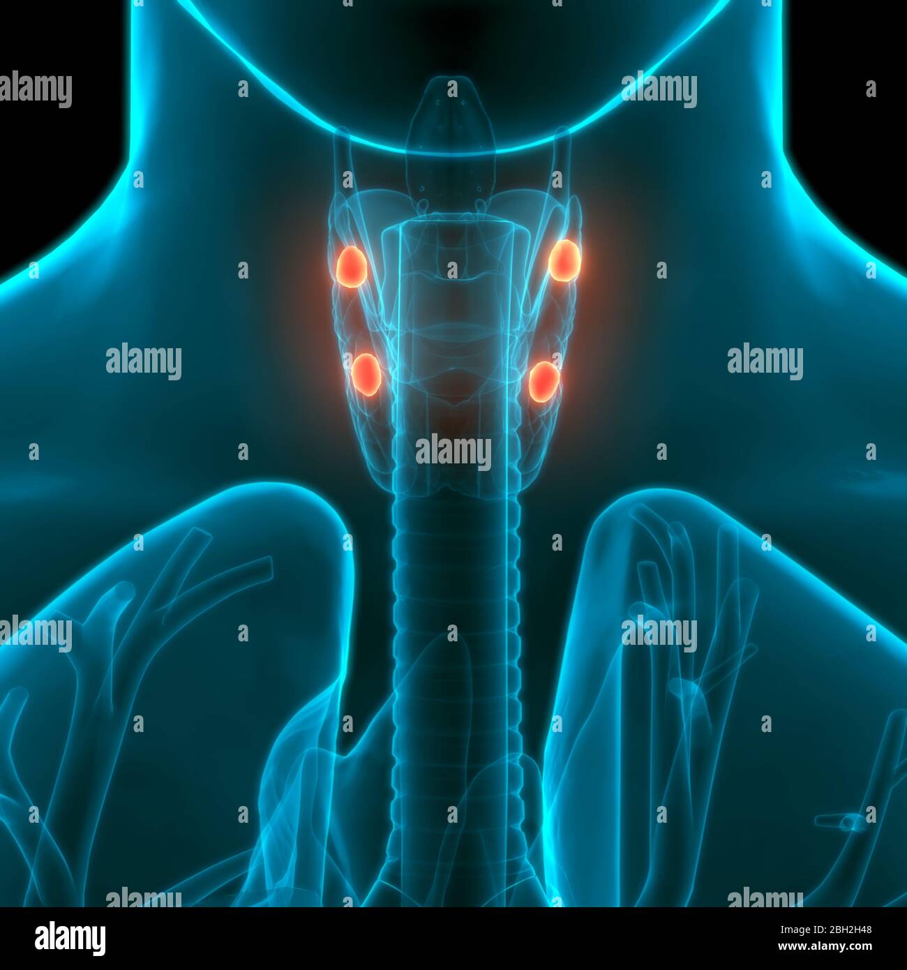 Human Glands Parathyroid Glands Anatomy Stock Photo - Alamy