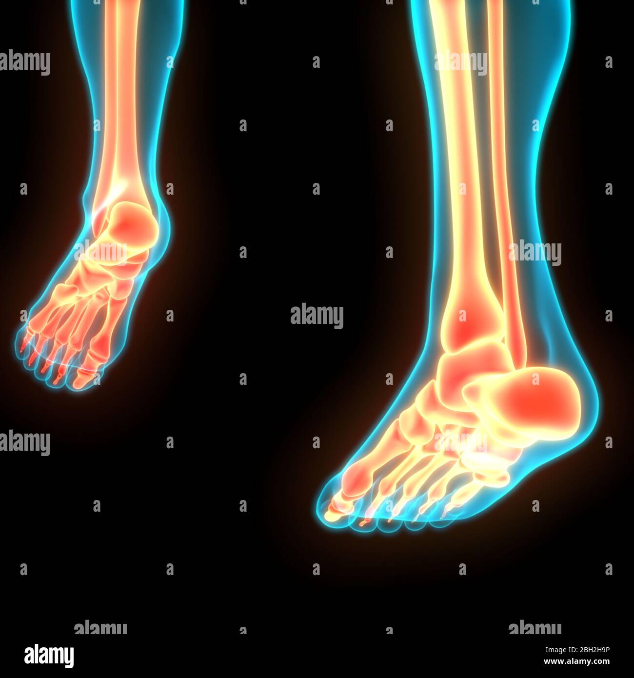 Human Skeleton System Bone Joints Anatomy Stock Photo - Alamy