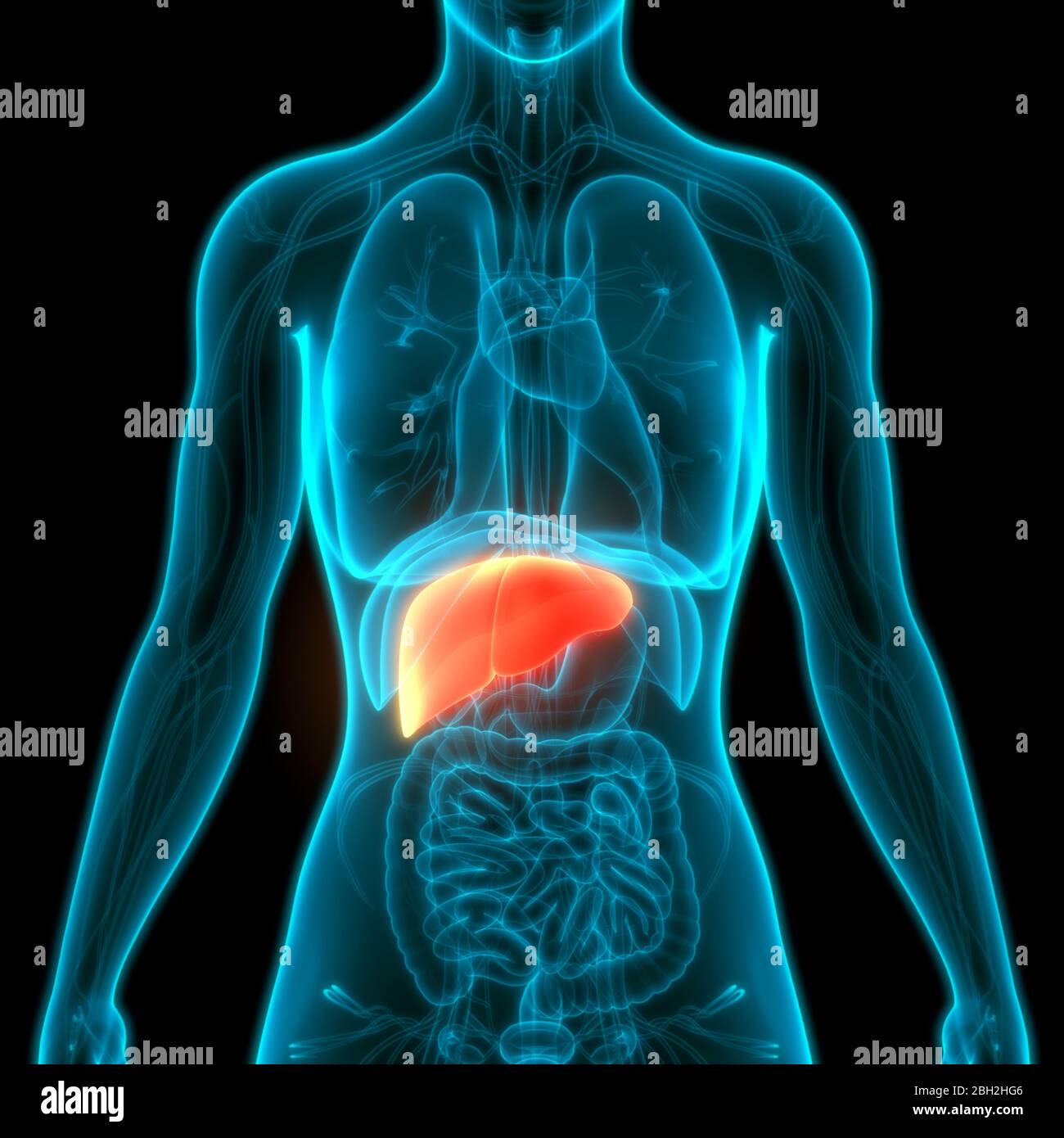 Human Internal Digestive Organ Liver Anatomy Stock Photo - Alamy