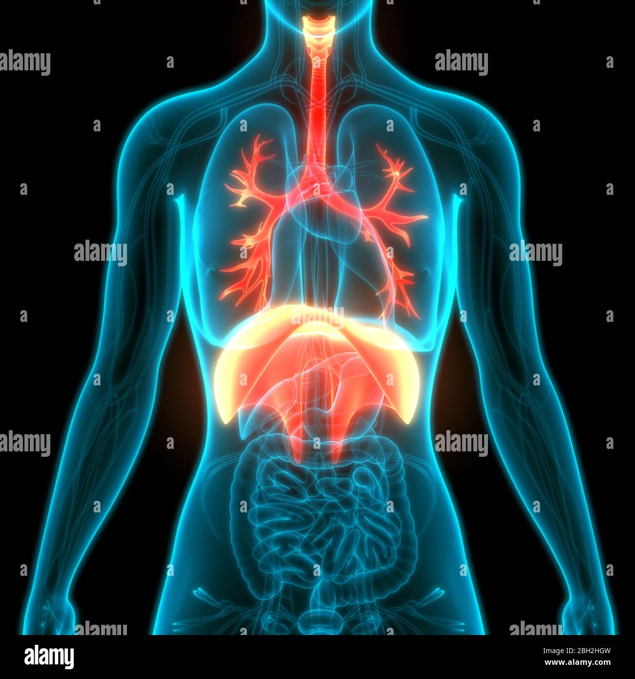 Human Respiratory System Lungs Anatomy Stock Photo - Alamy