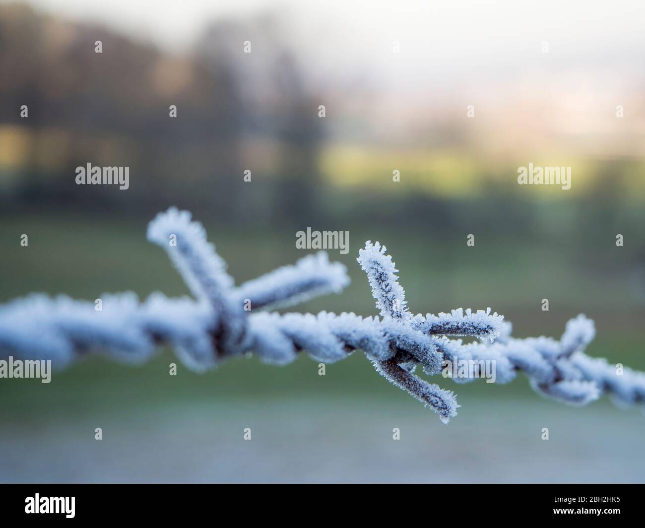 Frosted wire hi-res stock photography and images - Alamy