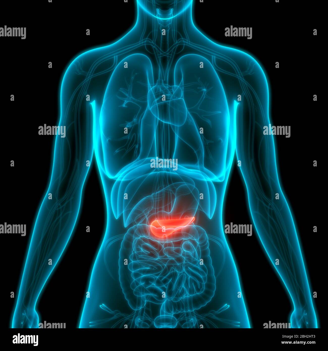 Human Internal Organ Pancreas Anatomy Stock Photo - Alamy