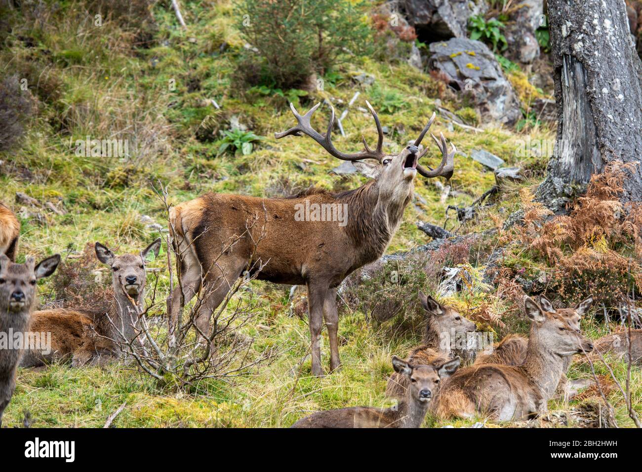 Red stag roaring scotland hi-res stock photography and images - Alamy