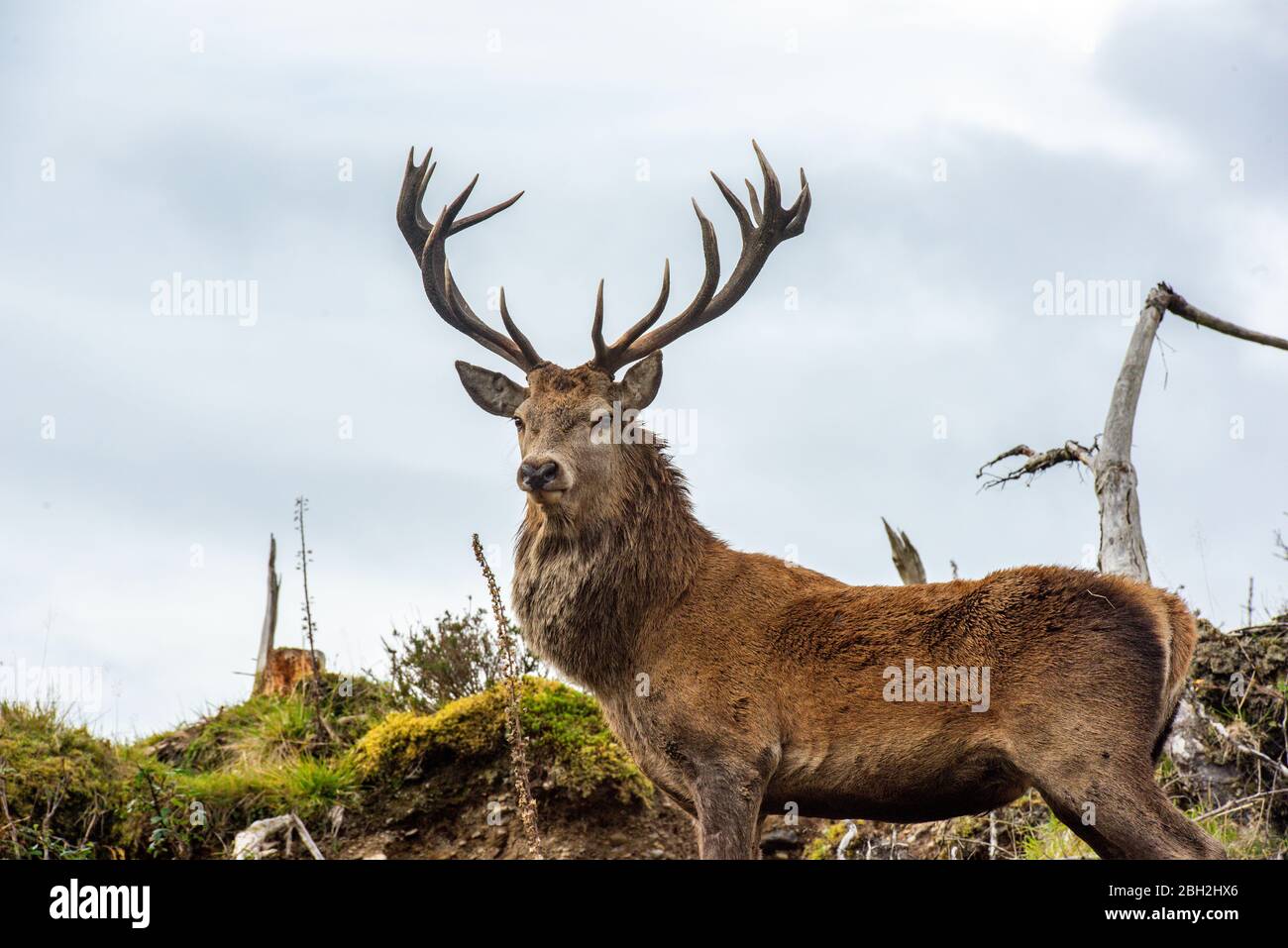 Ardaneaskan hi-res stock photography and images - Alamy