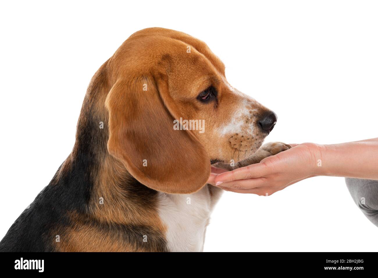 Cute beagle dog on isolated background holding owners hand Stock Photo ...