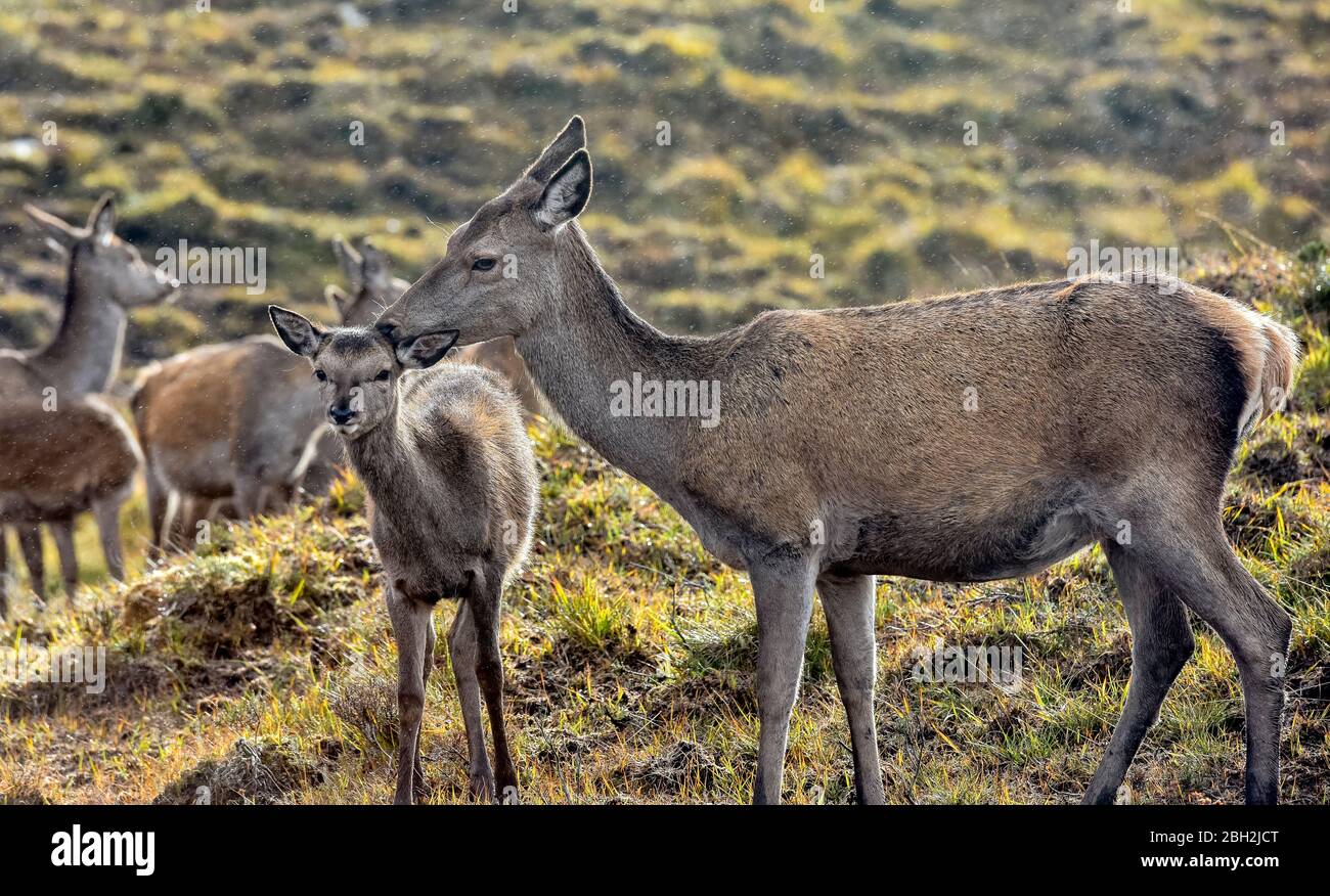Reraig forest hi-res stock photography and images - Alamy