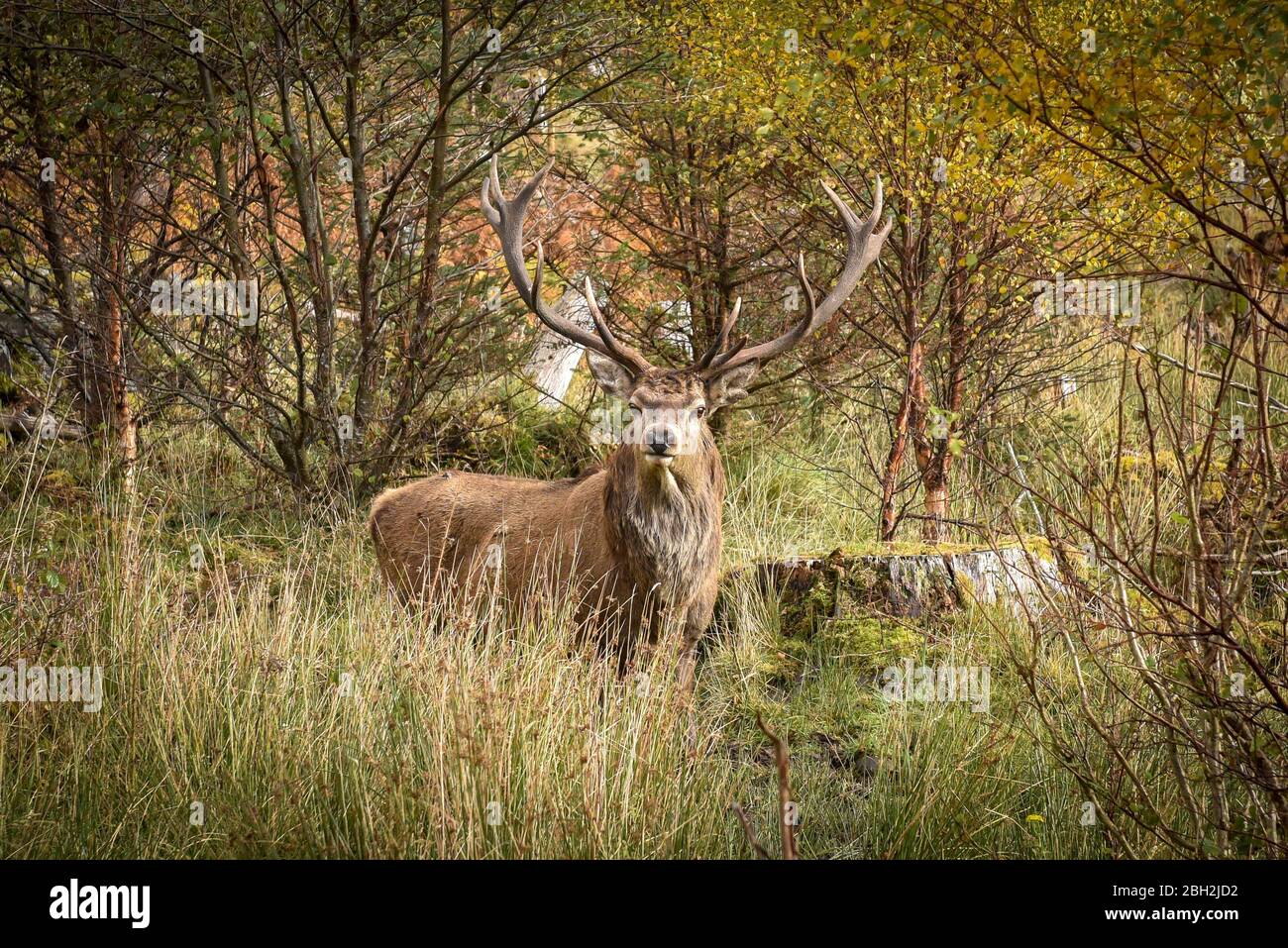 Red stag roaring scotland hi-res stock photography and images - Alamy
