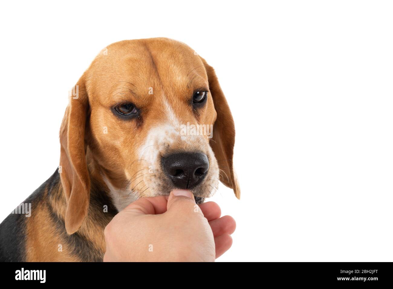 Cute beagle dog on isolated background holding owners hand Stock Photo ...