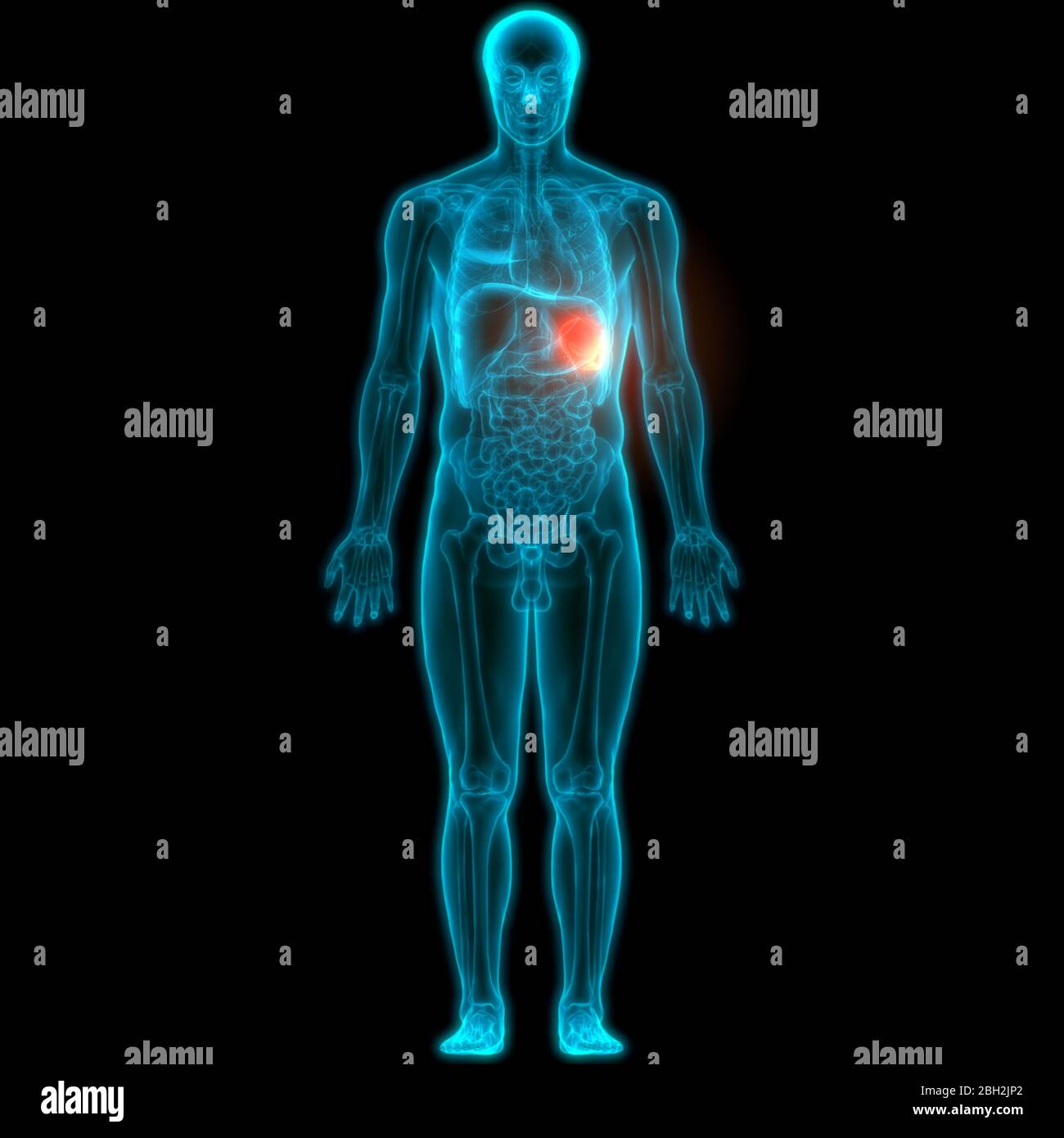 Human Internal Organ Spleen Anatomy Stock Photo - Alamy