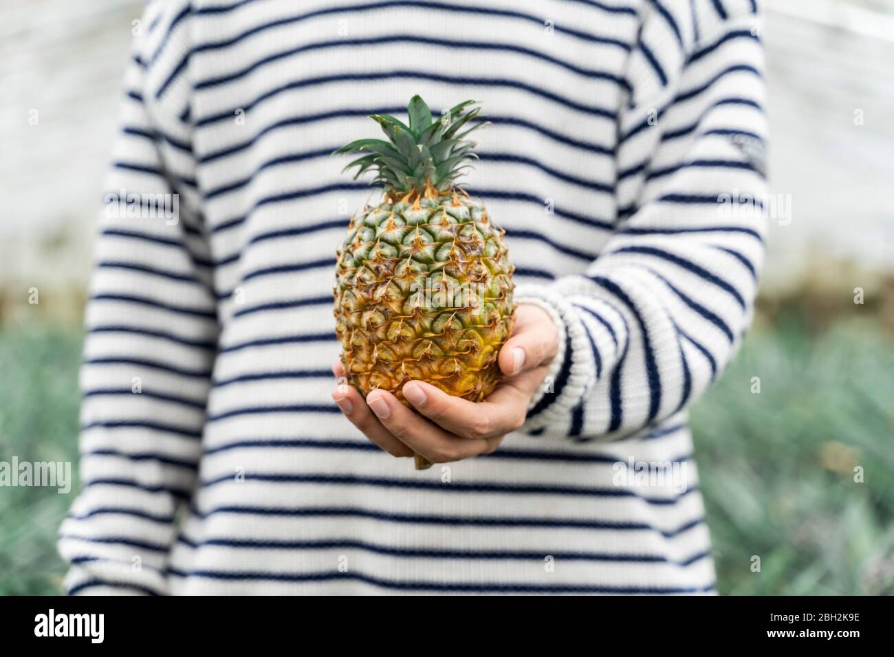 Men harvest pineapple hi-res stock photography and images - Alamy