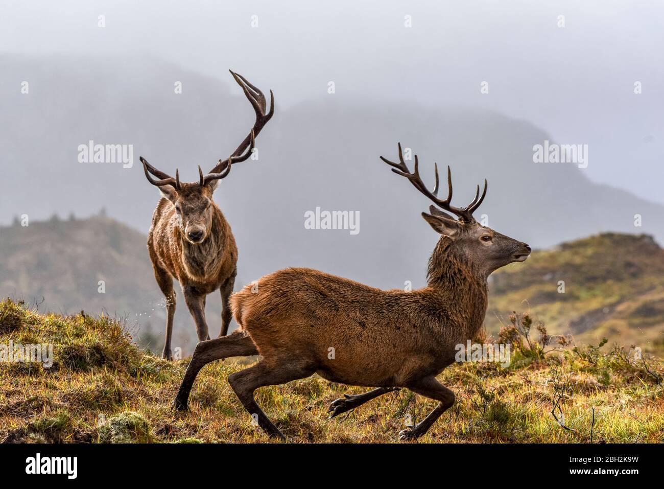 Forest landscape with stags hi-res stock photography and images - Alamy
