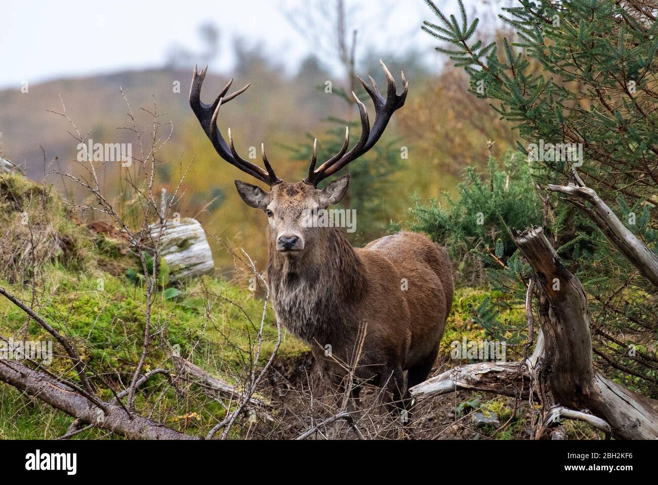 Ardaneaskan hi-res stock photography and images - Alamy