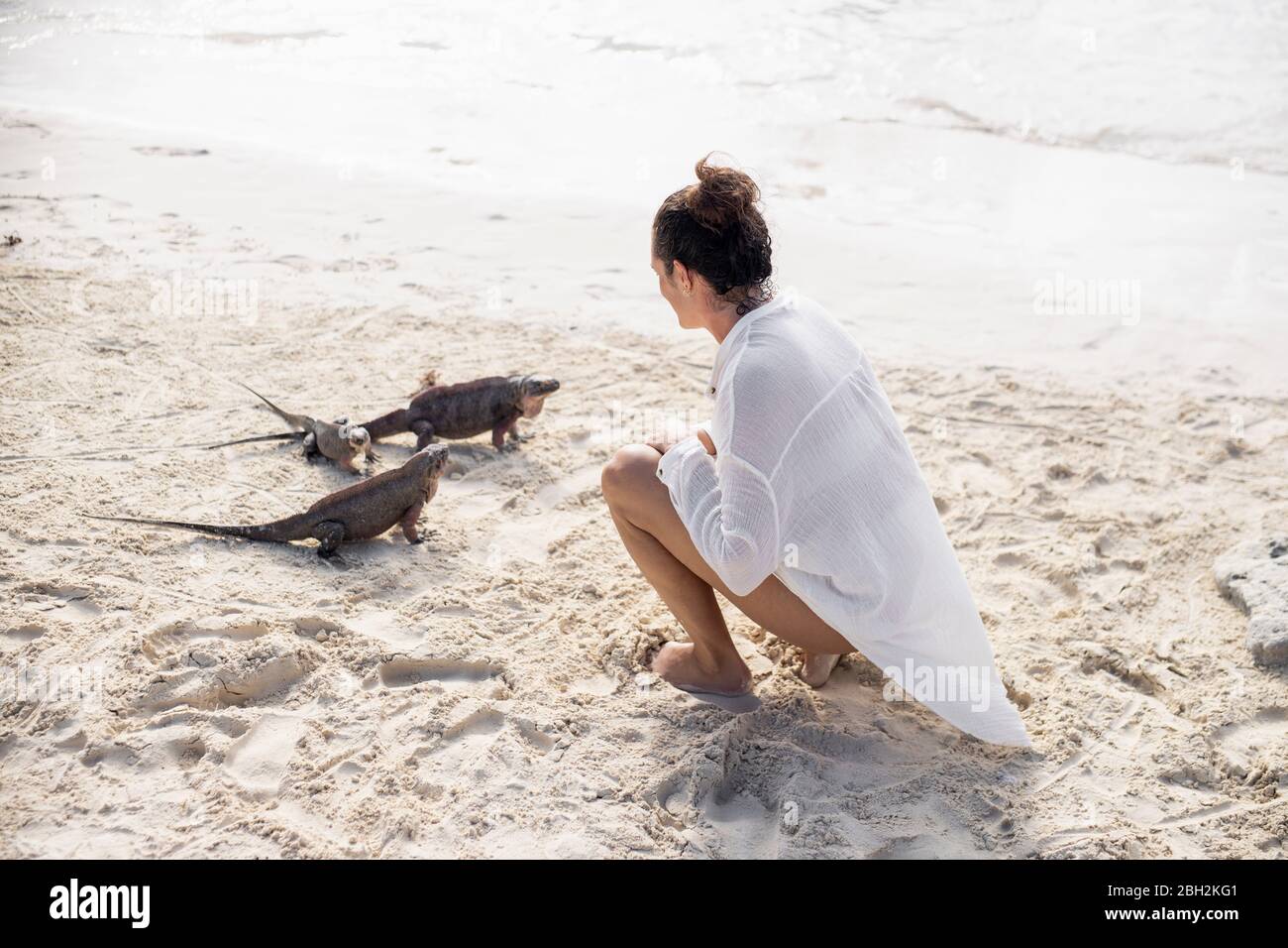 Woman feeding iguanas on beach on Allen Cay, Bahamas, Caribbean Stock ...