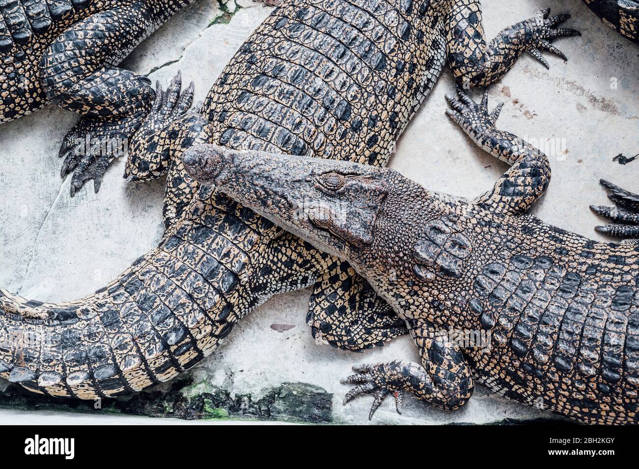 Front on view of crocodiles hi-res stock photography and images - Alamy