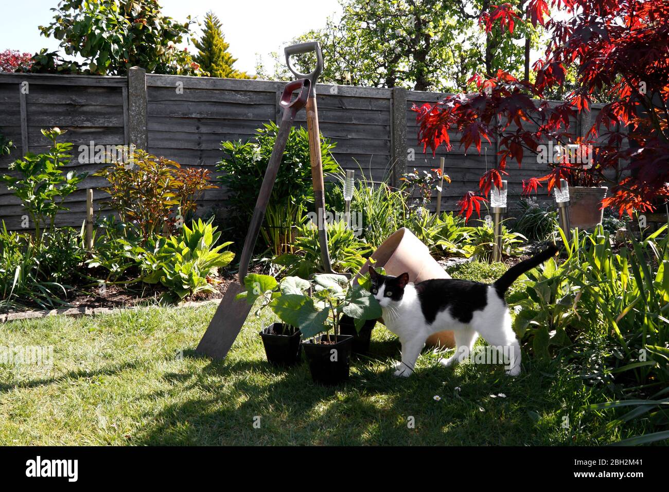 INQUISITIVE DOMESTIC CAT IN THE GARDEN Stock Photo - Alamy