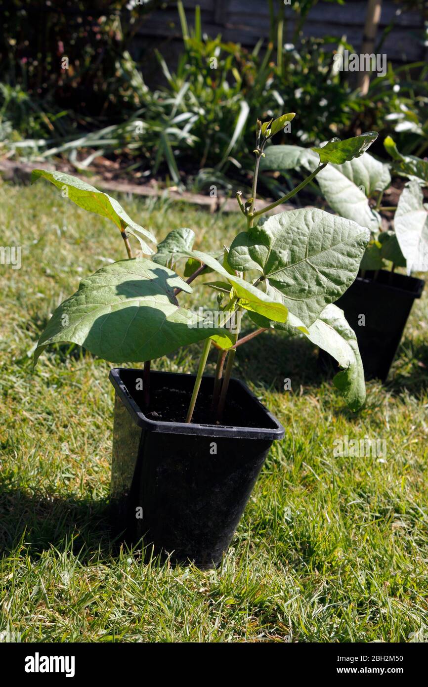 SCARLET EMPEROR RUNNER BEAN PLANTS Stock Photo - Alamy